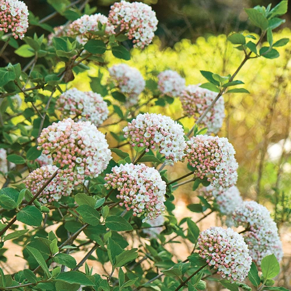 Fragrant Shrubs Add Beauty & Perfume to the Garden - White Flower Farm ...