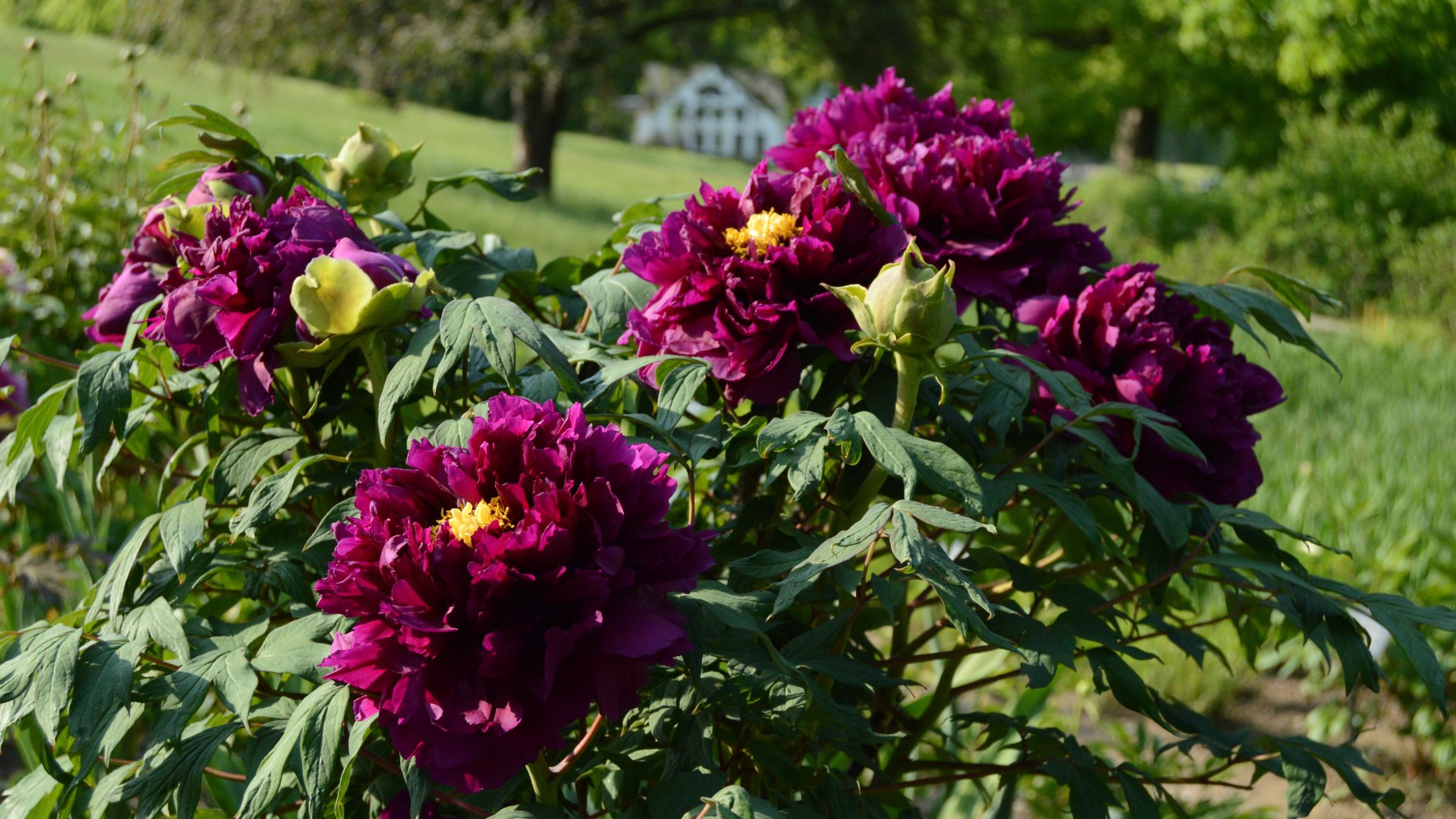 A Passion for Peonies & Their Companions - White Flower Farm's blog
