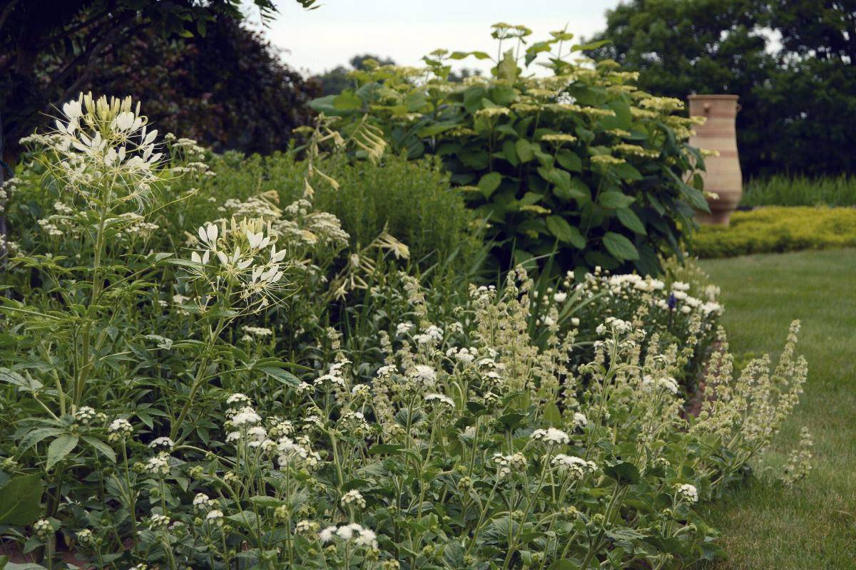 Bold Subtlety: The White Garden - White Flower Farm's blog