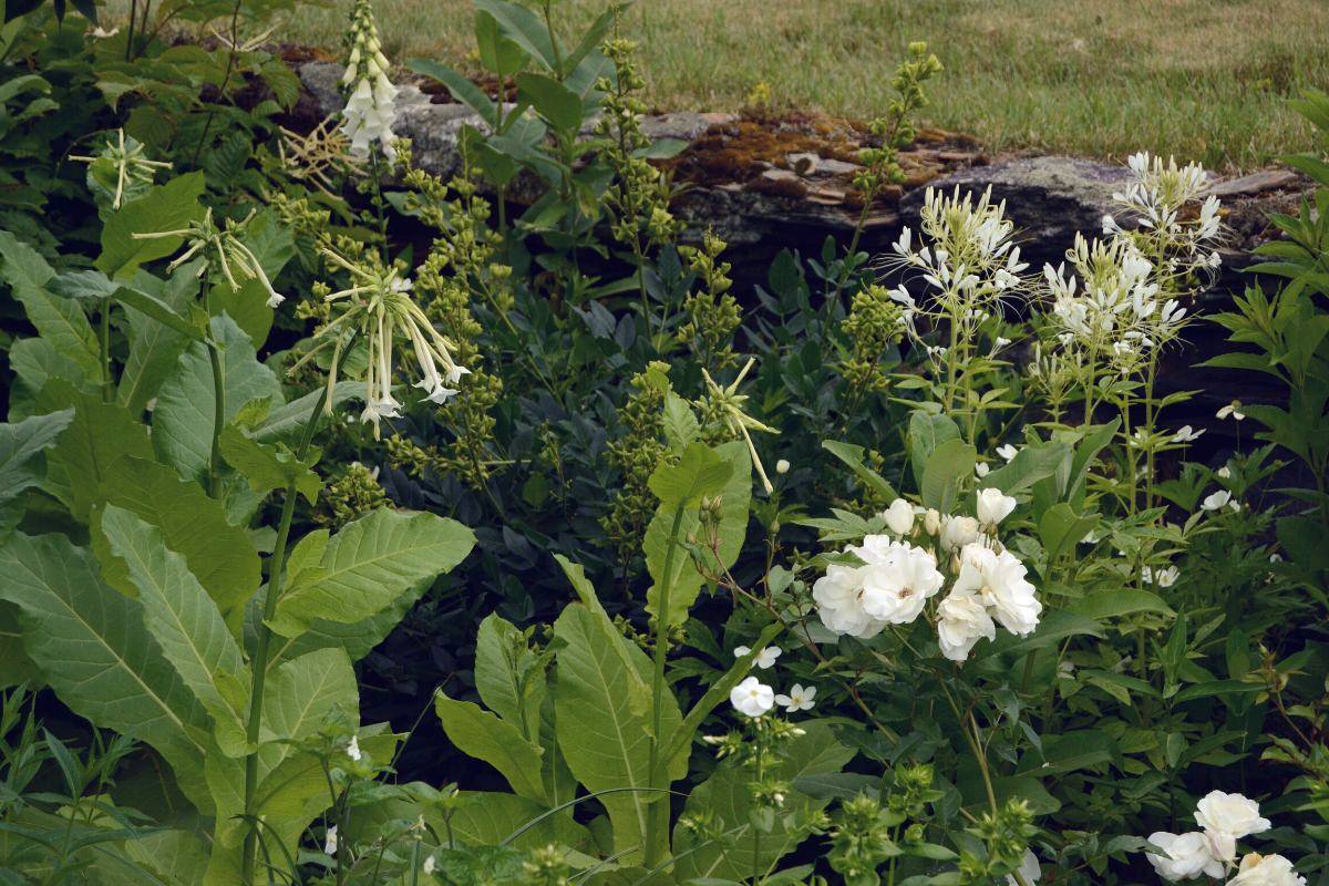 Bold Subtlety: The White Garden - White Flower Farm's blog