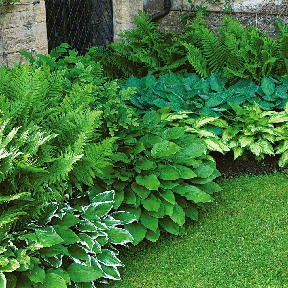 Tips for Choosing Foundation Plants - White Flower Farm's blog