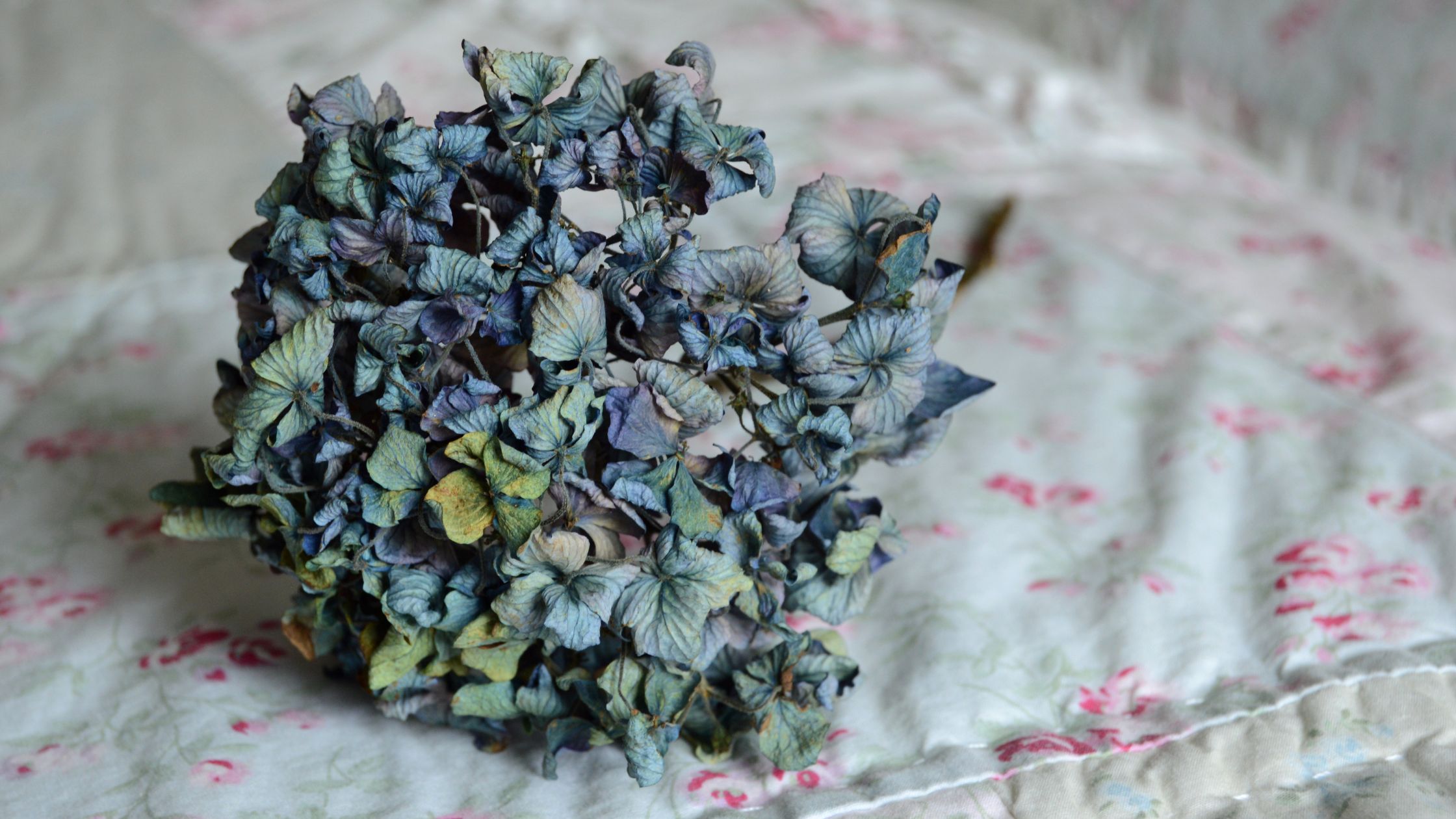 Drying Hydrangeas An Experiment White Flower Farm s blog