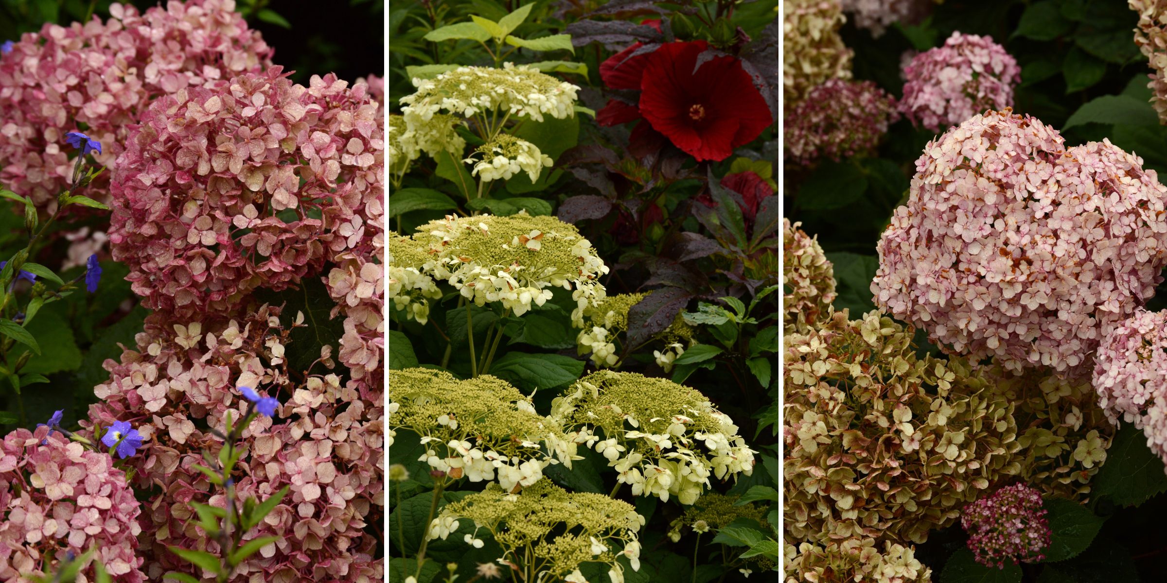 Drying Hydrangeas: An Experiment - White Flower Farm's blog