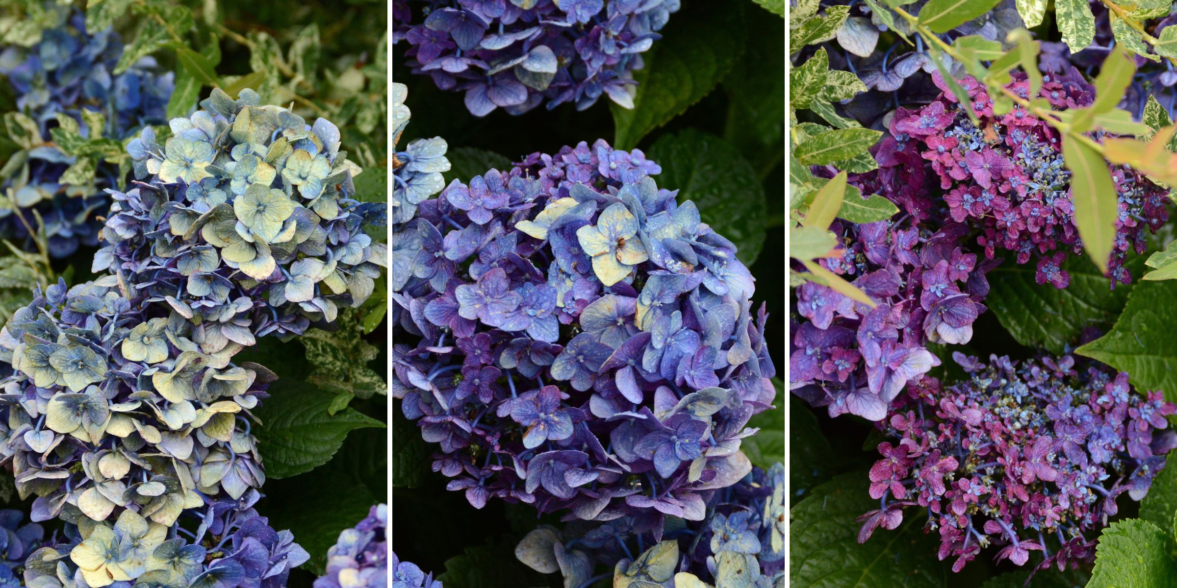 Drying Hydrangeas: An Experiment - White Flower Farm's blog