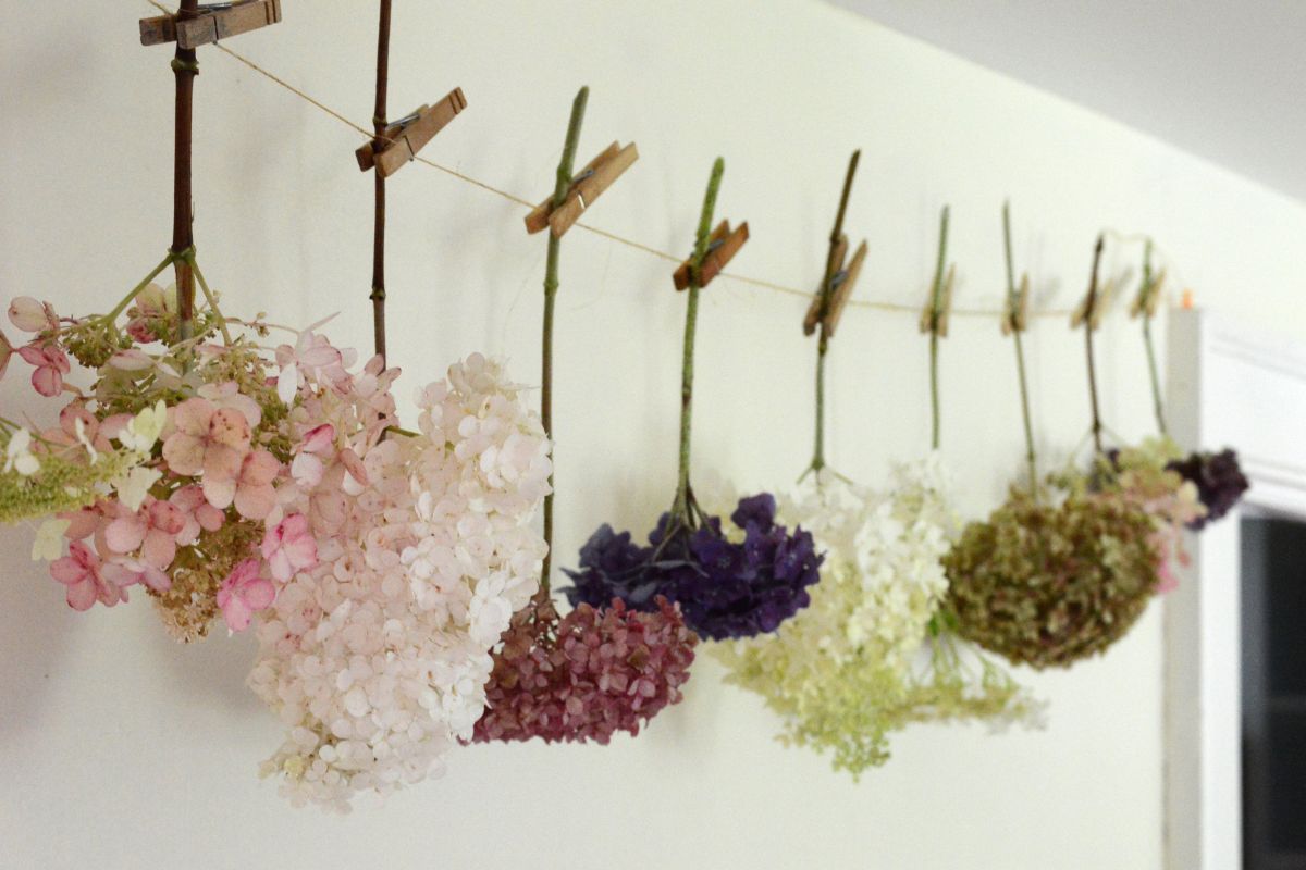 Drying Hydrangeas: An Experiment - White Flower Farm's blog