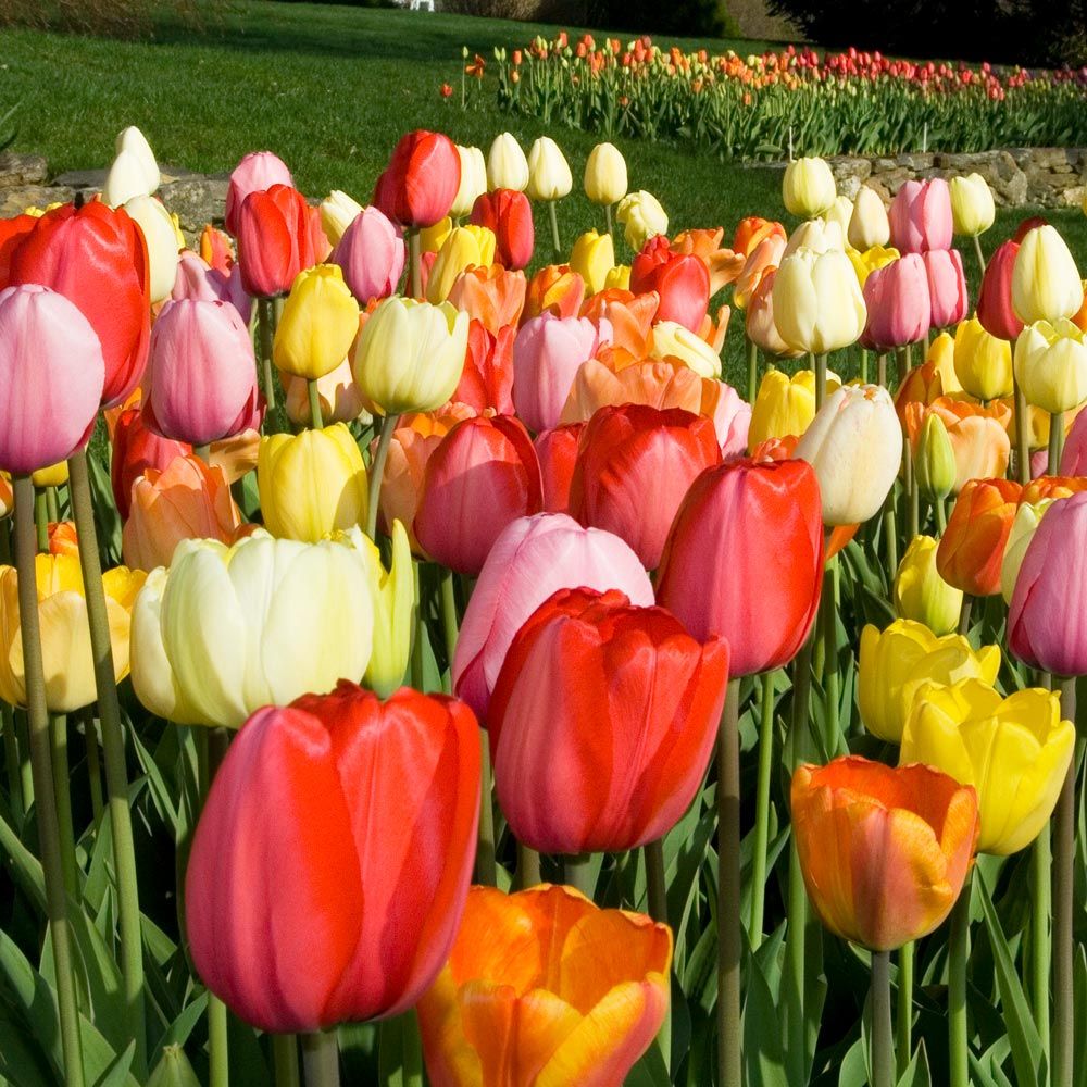 Our Staff's Favorite Tulips for Fall Planting - White Flower Farm's blog