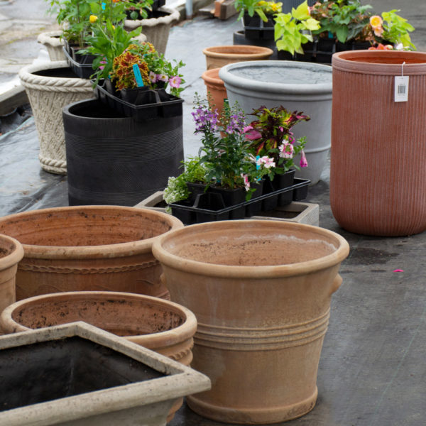10 Tips for Creating Successful Patio Pot Combinations - White Flower ...