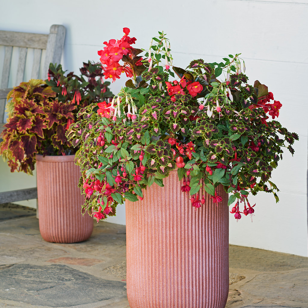 10 Tips for Creating Successful Patio Pot Combinations - White Flower ...