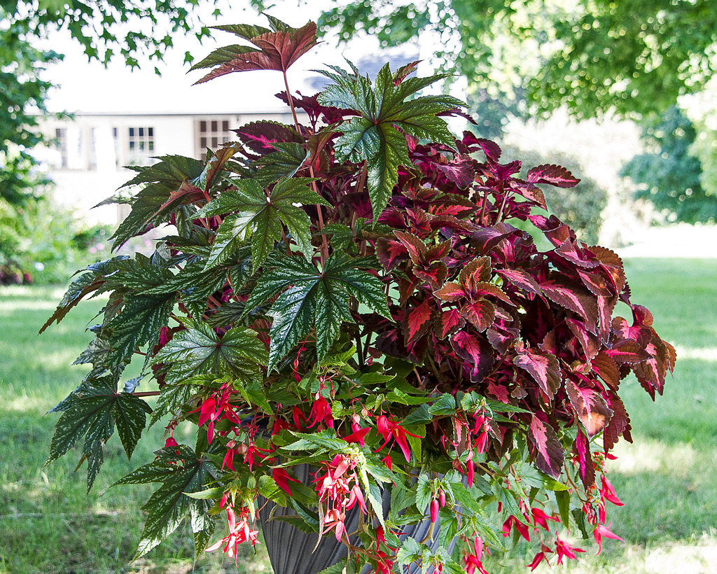 10 Tips for Creating Successful Patio Pot Combinations - White Flower ...