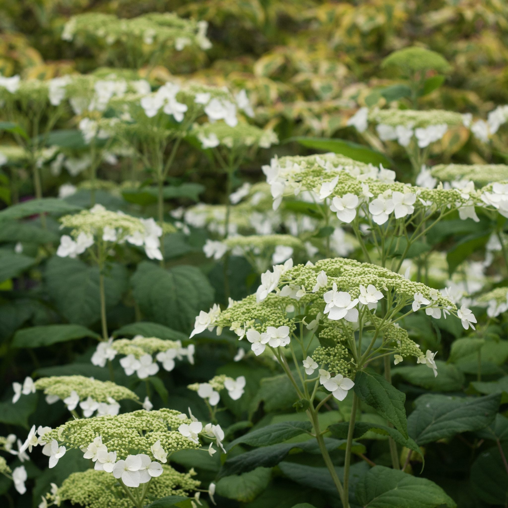 Know & Grow Hydrangeas: A Conversation With White Flower Farm’s Shrub ...