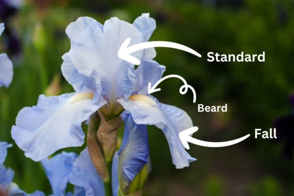 10 Factoids About Iris - White Flower Farm's blog