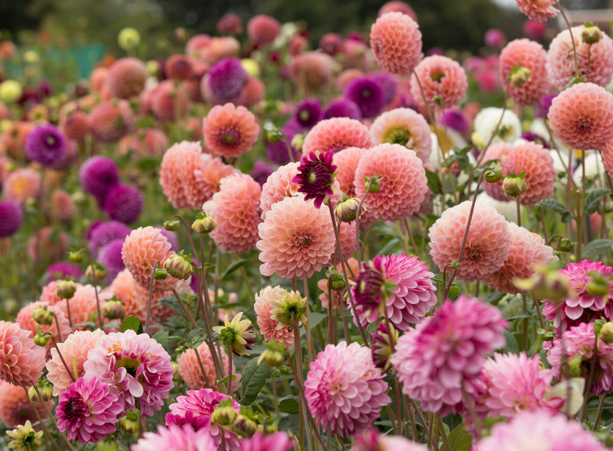 Want Earlier Dahlia Blooms in the Garden? Pot Your Tubers Indoors in ...