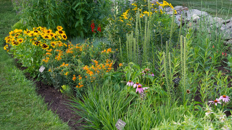 Why Add Native Plants to Your Garden? - White Flower Farm's blog