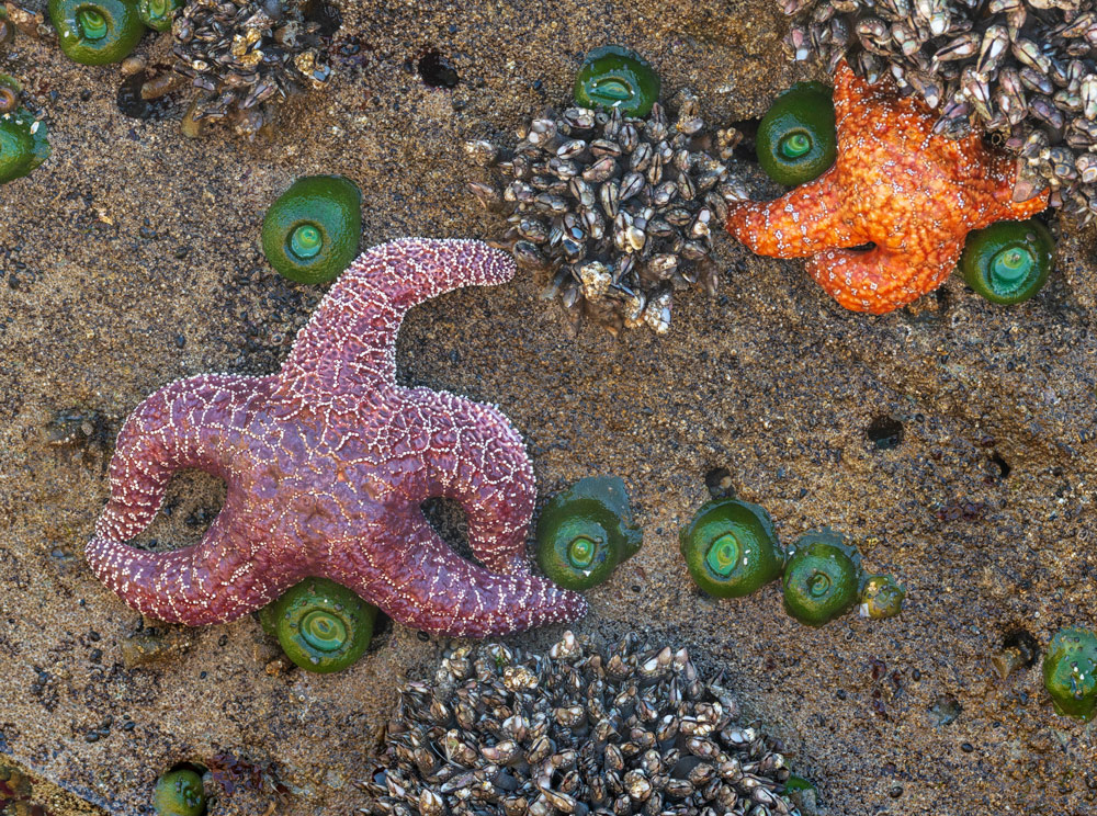 starfish-in-tidepool - White Flower Farm's blog