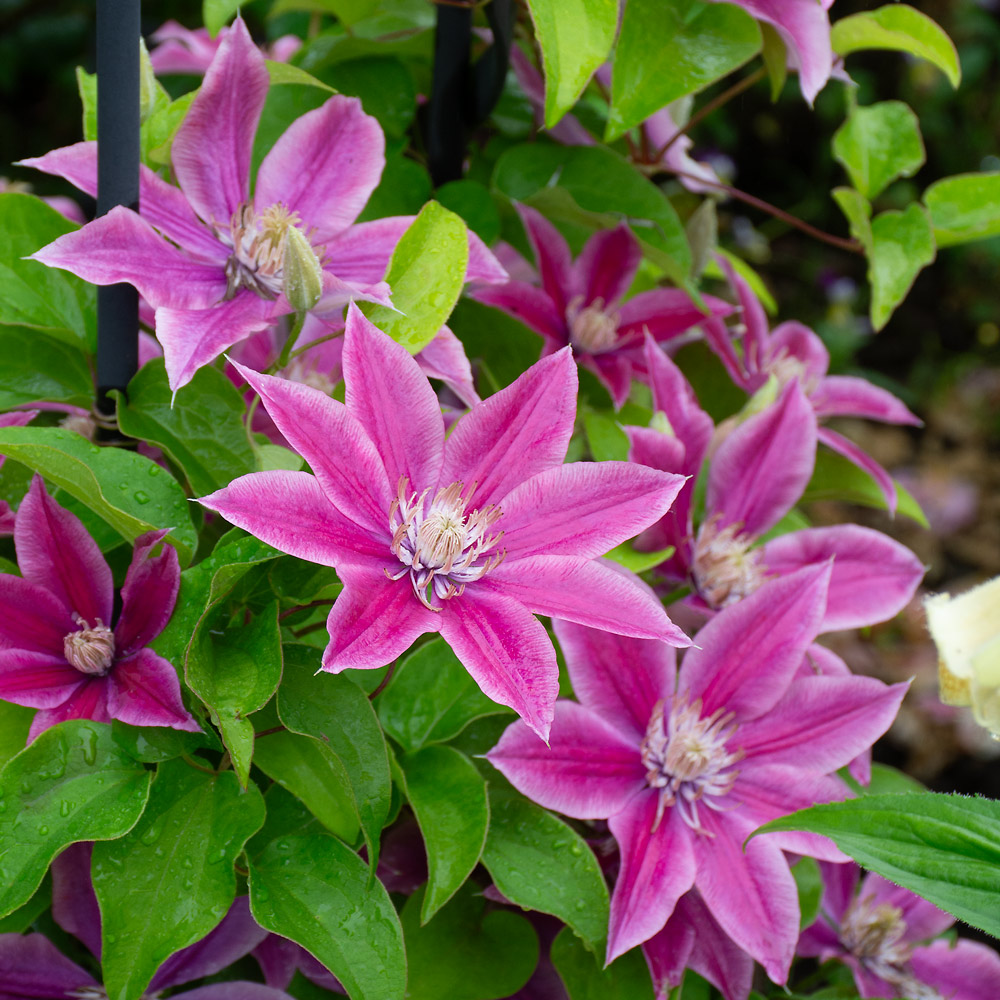 Visit the White Flower Farm Store for Vines That Add Vertical Interest ...